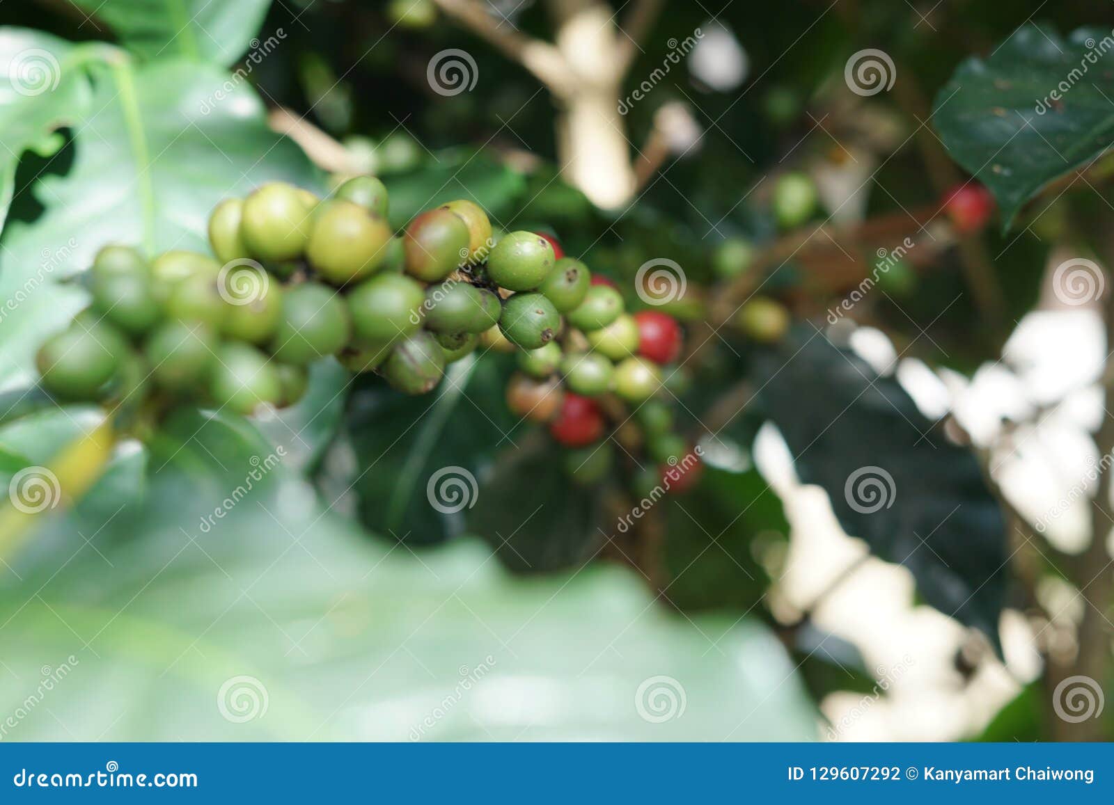 Coffee Berries Bean on Coffee Tree Stock Photo - Image of plant ...