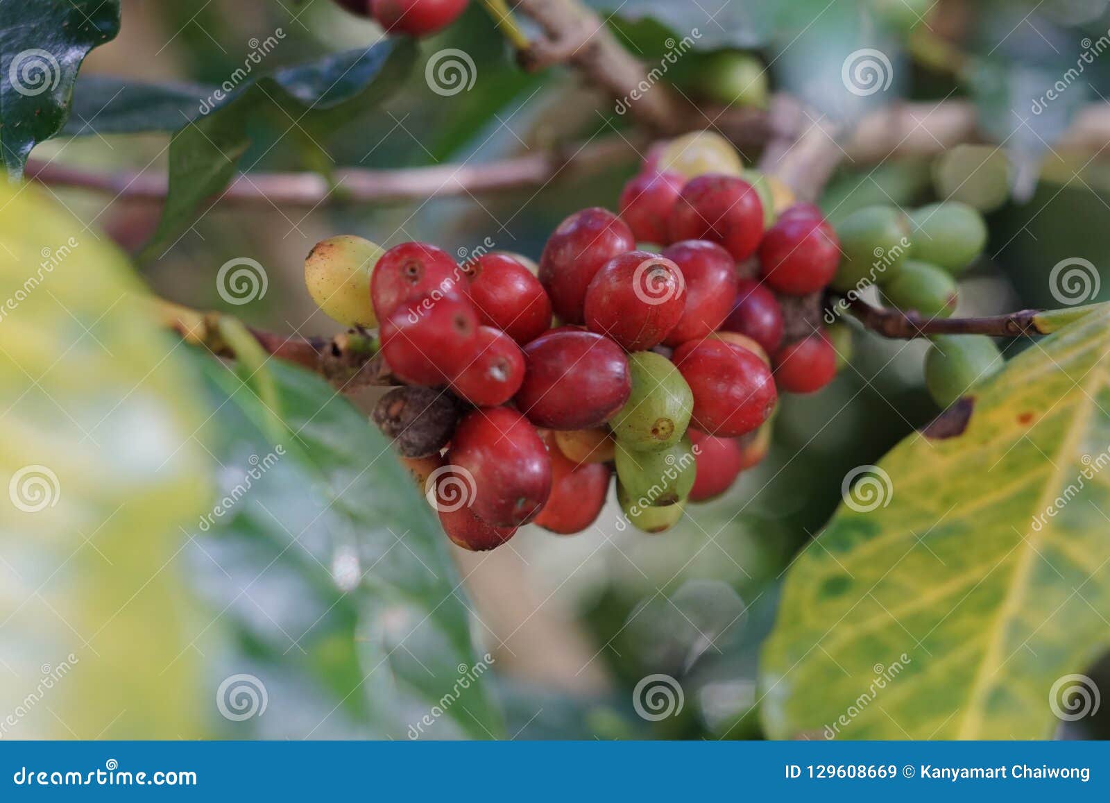 Coffee Berries Bean on Coffee Tree Stock Image - Image of fresh, branch ...