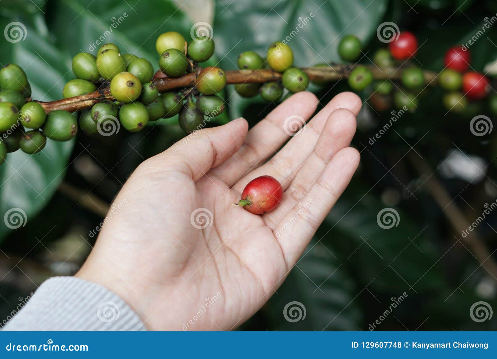 Coffee Berries Bean on Coffee Tree with Hand Stock Photo - Image of ...