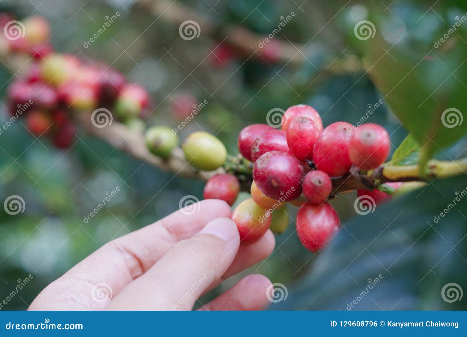Coffee Berries Bean on Coffee Tree with Hand Stock Photo - Image of ...