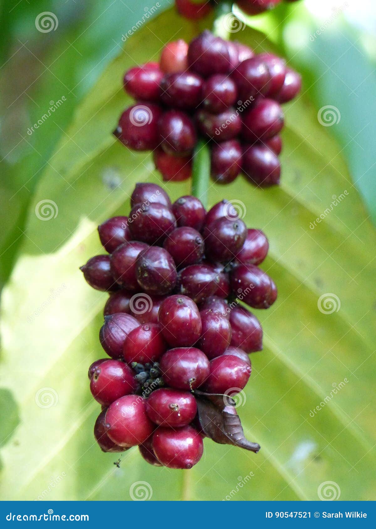 Kerala Ripen Ethapazham Or Plantain Banana. Also Known As Nenthra ...