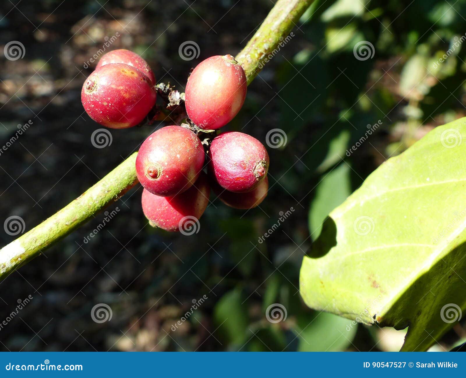 Kerala Ripen Ethapazham Or Plantain Banana. Also Known As Nenthra ...