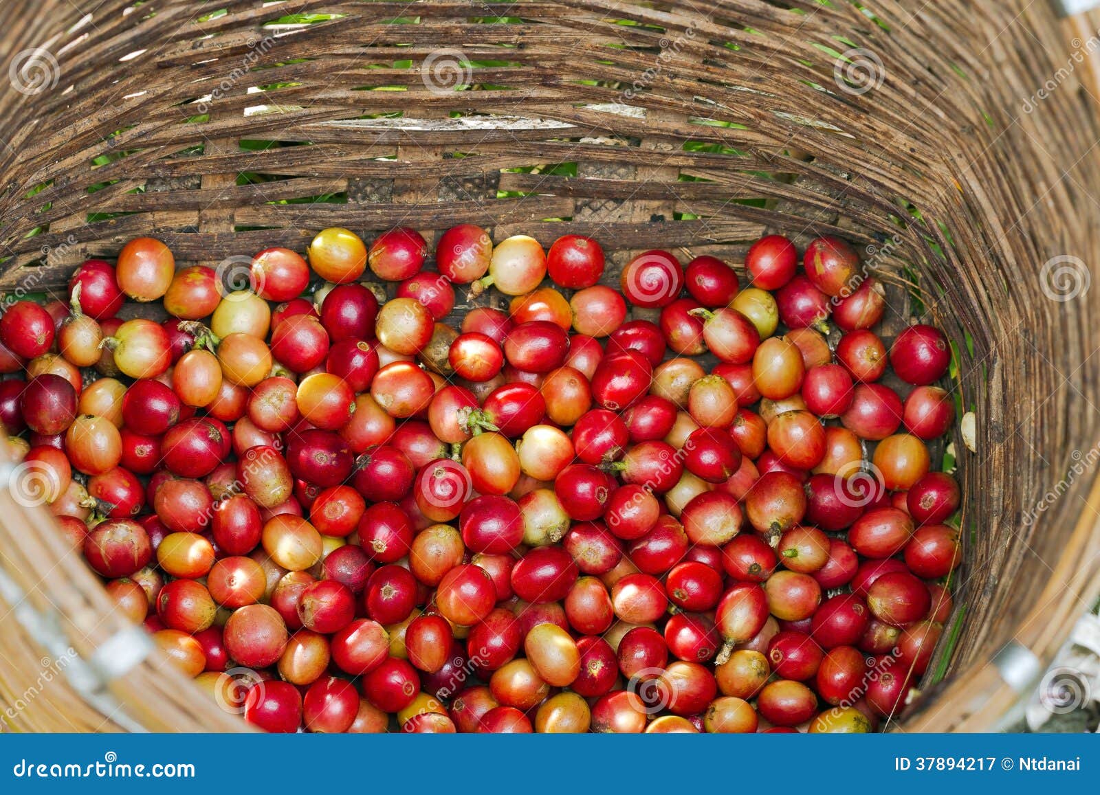 Coffee berries stock image. Image of beverage, coffee - 37894217