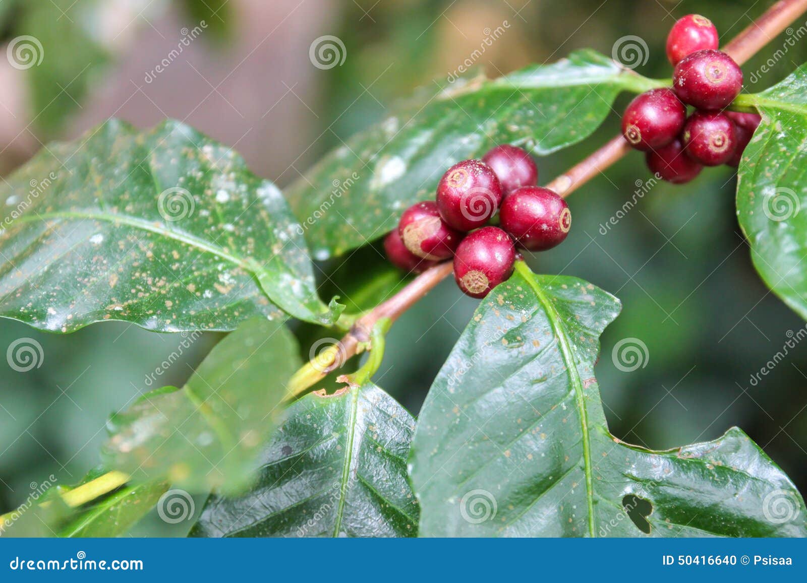 Coffee berry stock photo. Image of farming, tree, berries - 50416640
