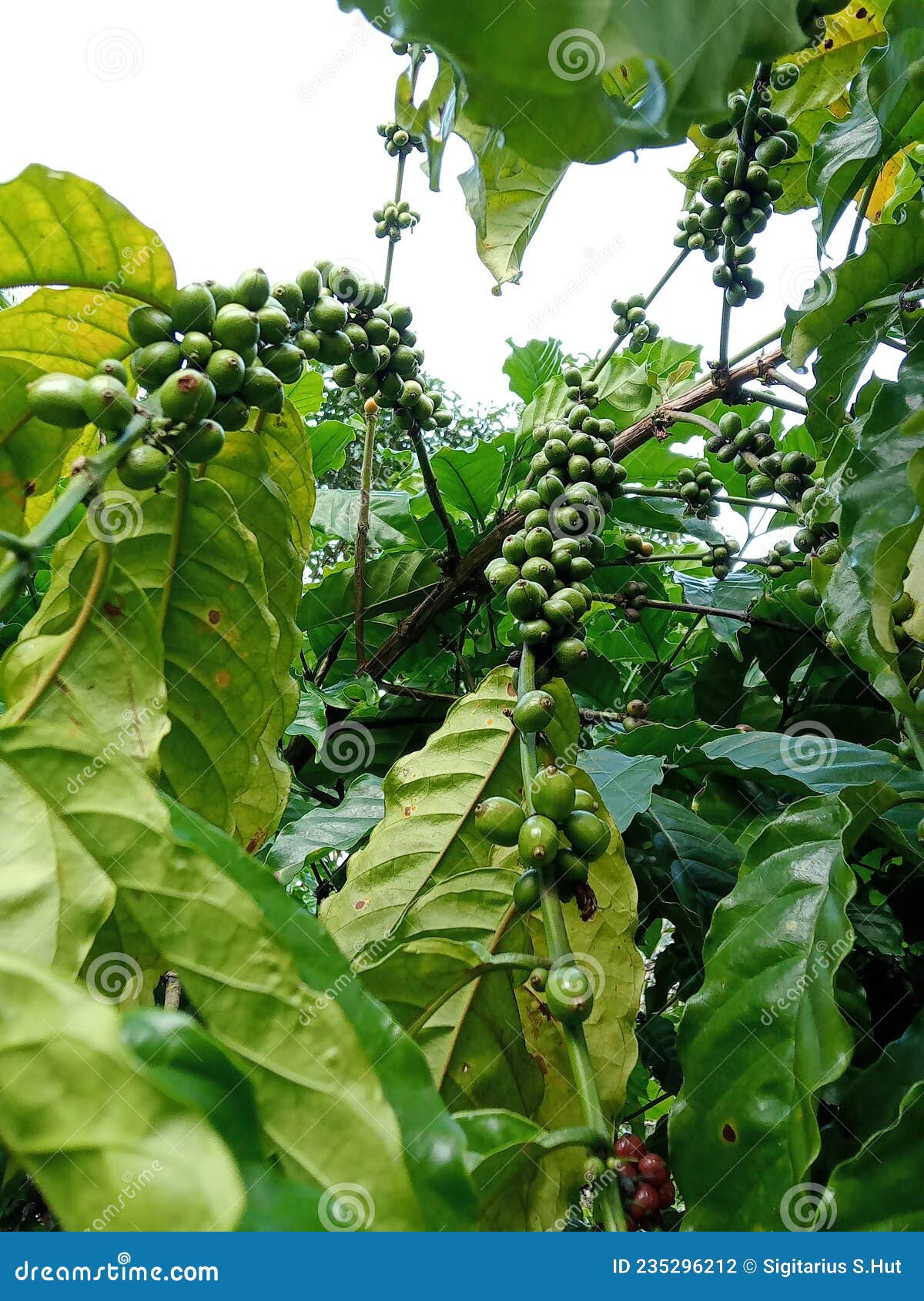 Coffee from Borneo stock photo. Image of flower, branch - 235296212