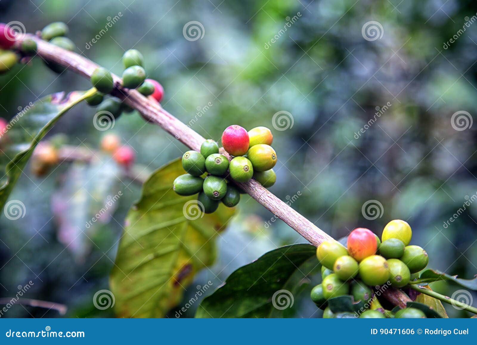 Coffee branch stock photo. Image of beans, cultivate - 90471606
