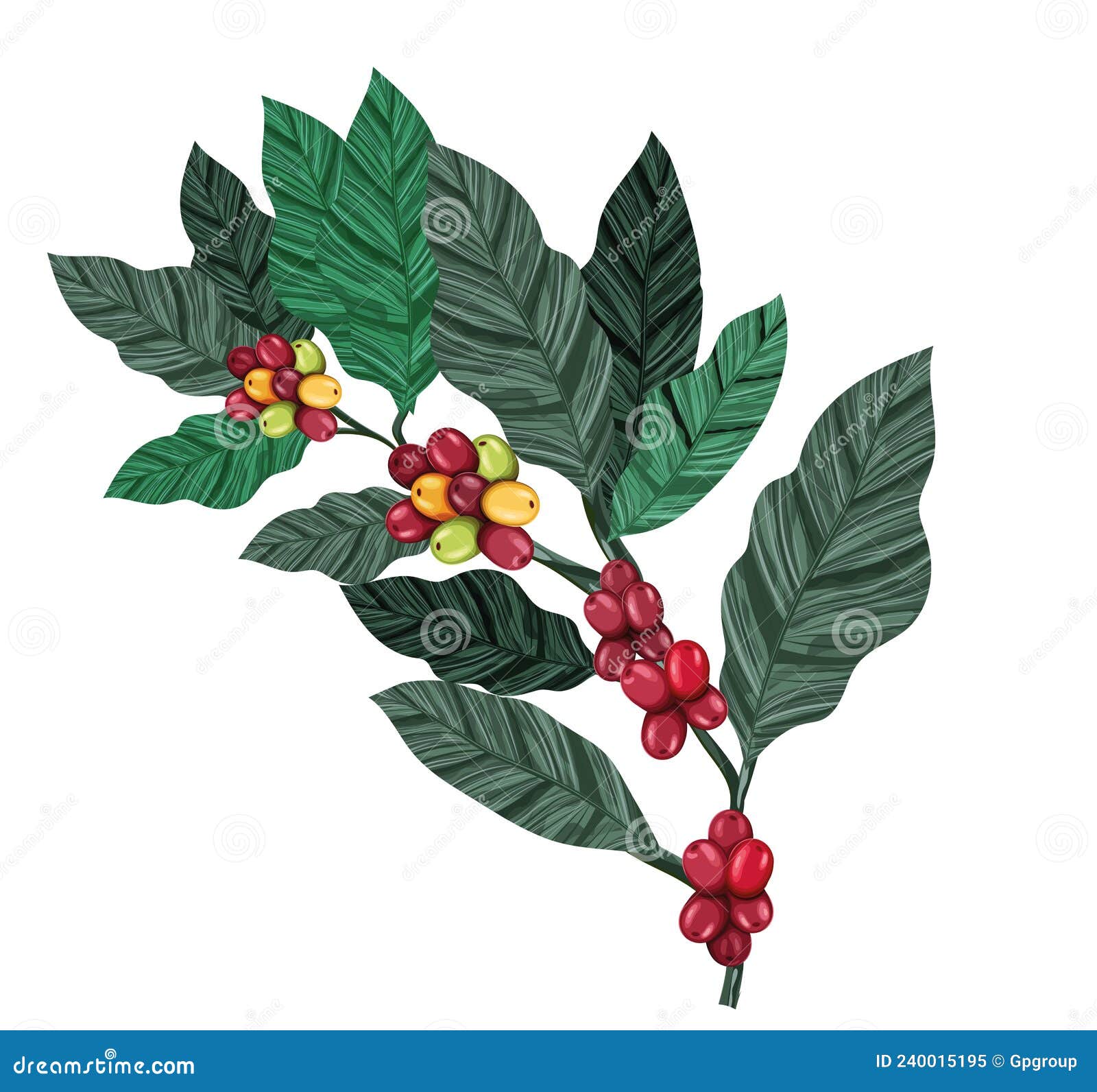 Coffee branch icon stock vector. Illustration of agriculture - 240015195