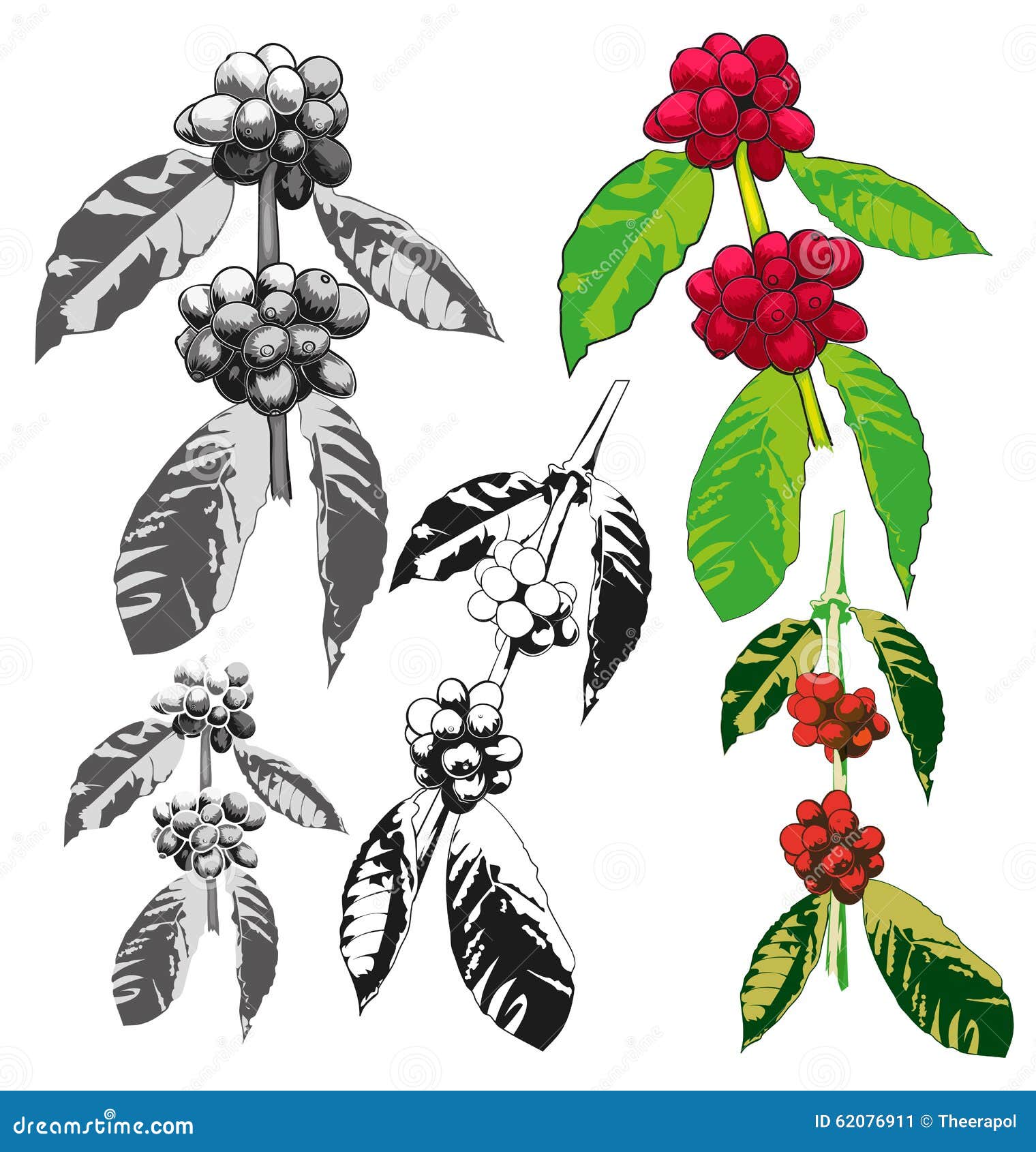 Coffee branch stock illustration. Illustration of drawing - 62076911