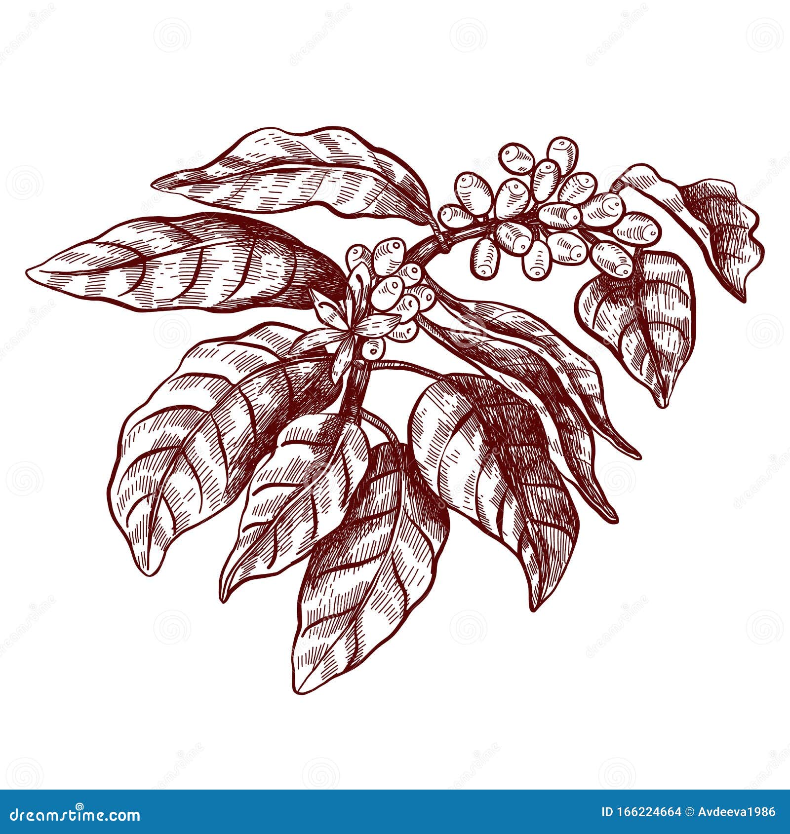 Coffee Branch. Vector Illustration in Sketch Style. Stock Vector ...