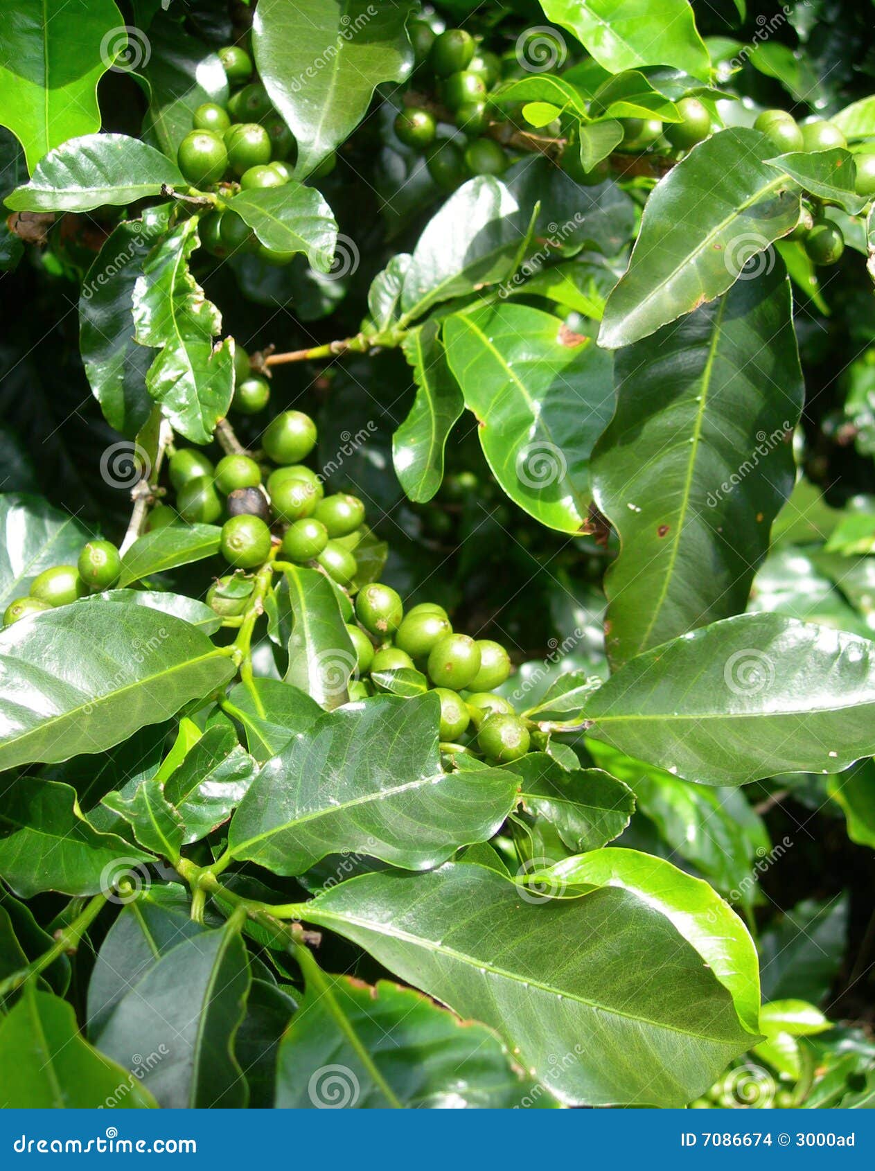 Coffee bush in plantation stock photo. Image of tropical - 7086674