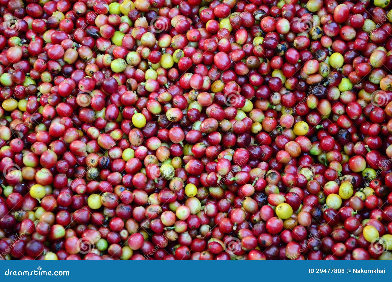 Coffee Cherry stock photo. Image of cherry, arabica, agriculture - 29477808