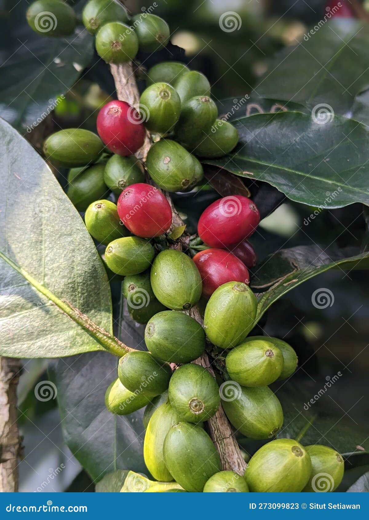 Coffee Cherry with Agroforestry System Stock Image - Image of fruit ...