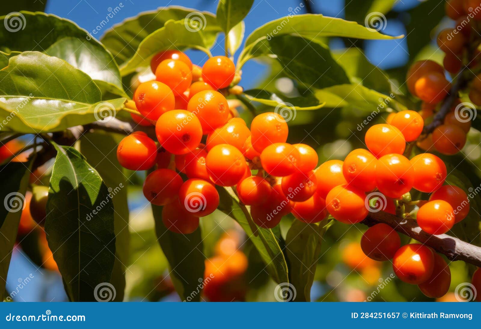 Coffee Cherry or Coffee Bean Stock Illustration - Illustration of ...