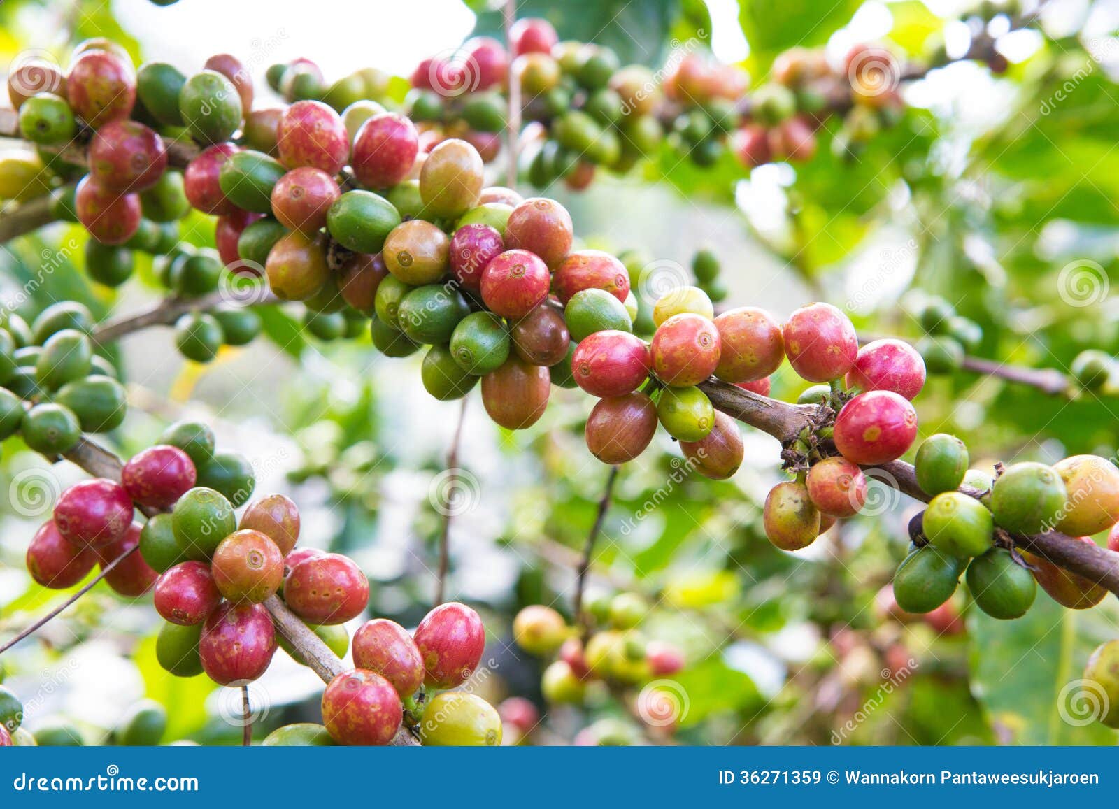 Coffee cherry stock image. Image of background, plantation - 36271359