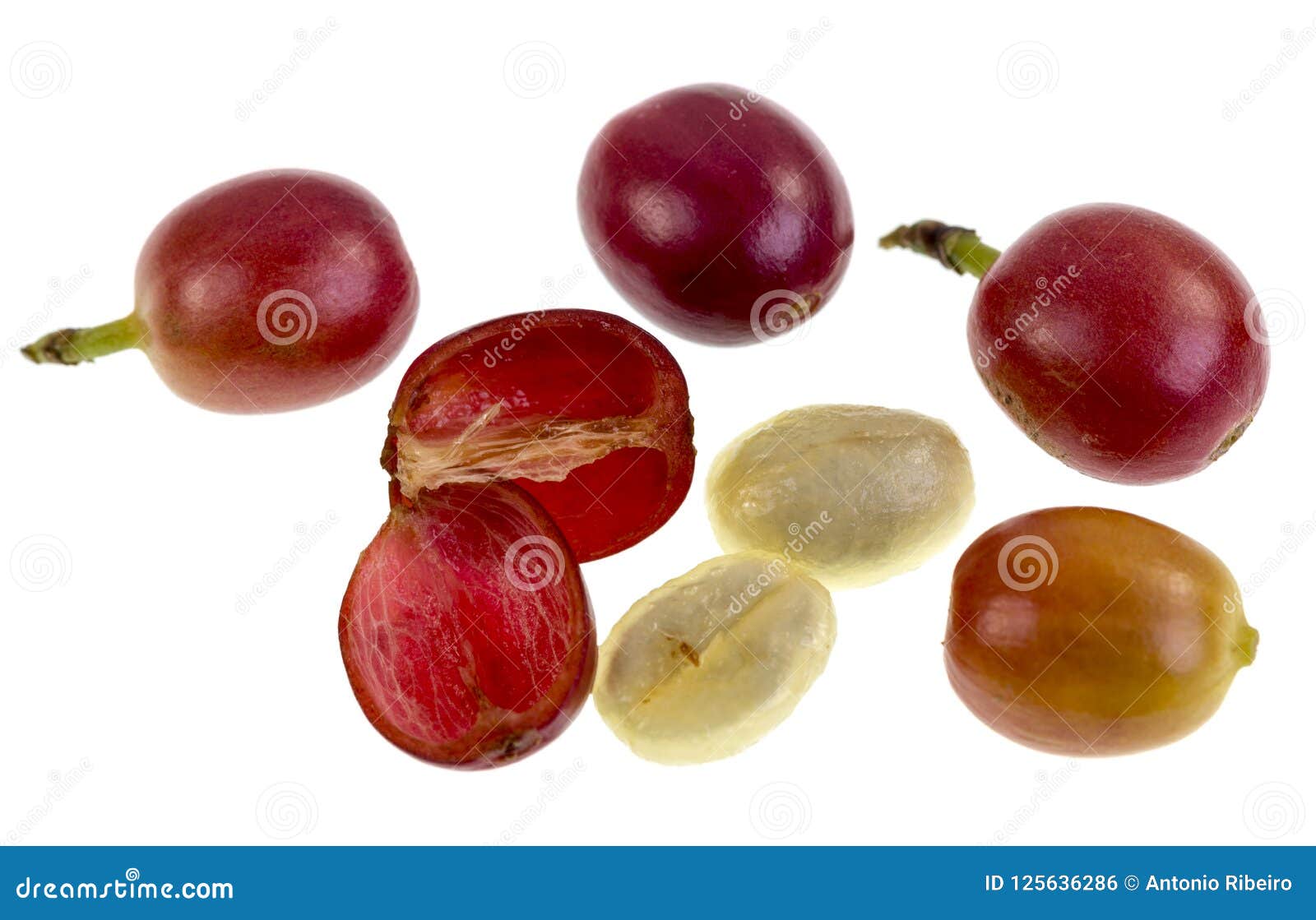 Coffee Cherry Fruit Anatomy Stock Photo - Image of fresh, adjacent ...
