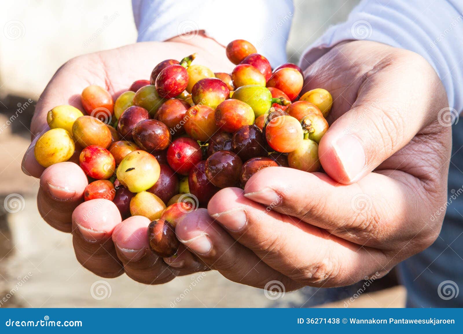 Coffee cherry stock photo. Image of hand, industry, growing - 36271438