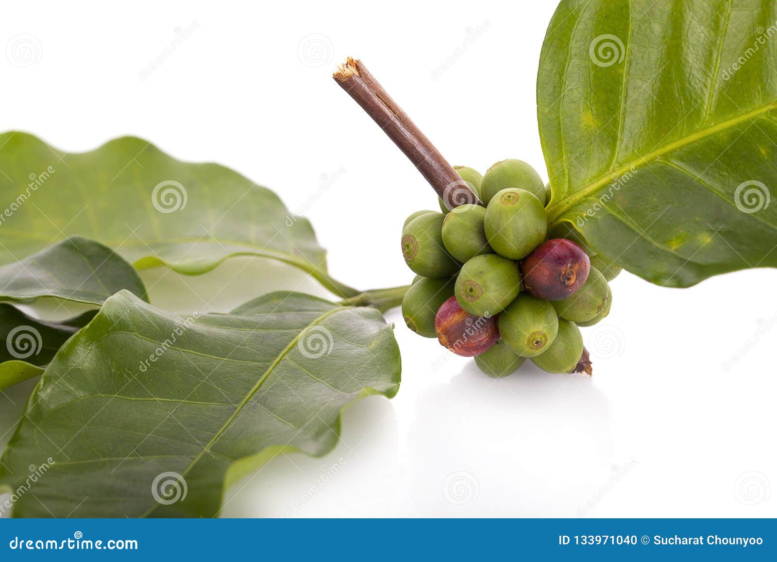 Coffee Cherry Isolate On White Background Stock Photo - Image of branch ...