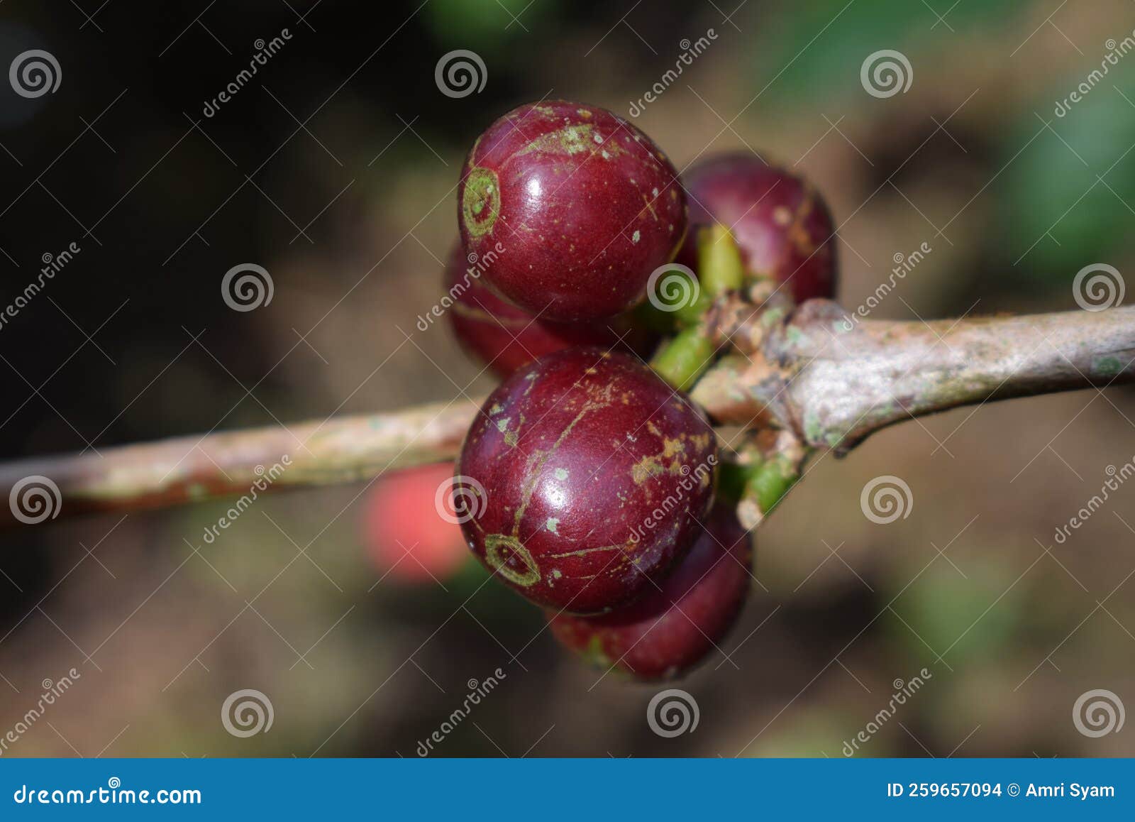 Coffee Cherry on Coffee Tree Stock Photo - Image of background, arabica ...