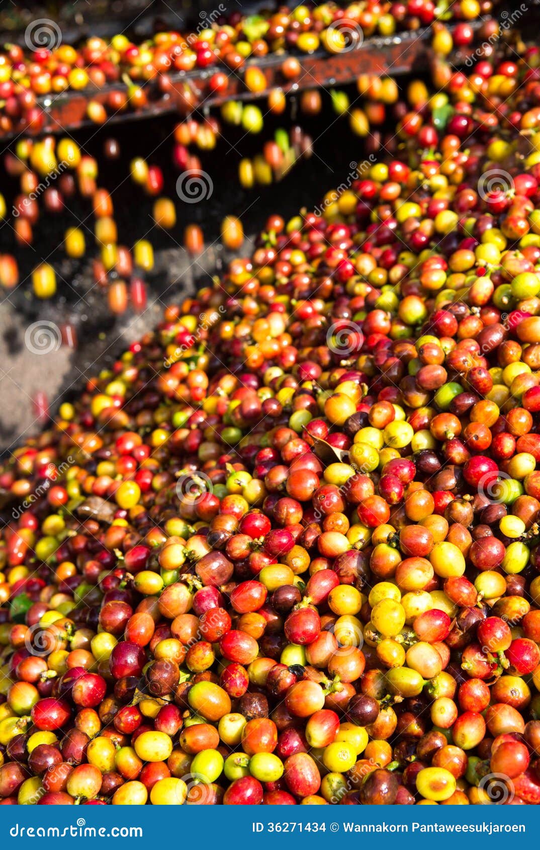 Coffee cherry stock photo. Image of plantation, caffeine - 36271434