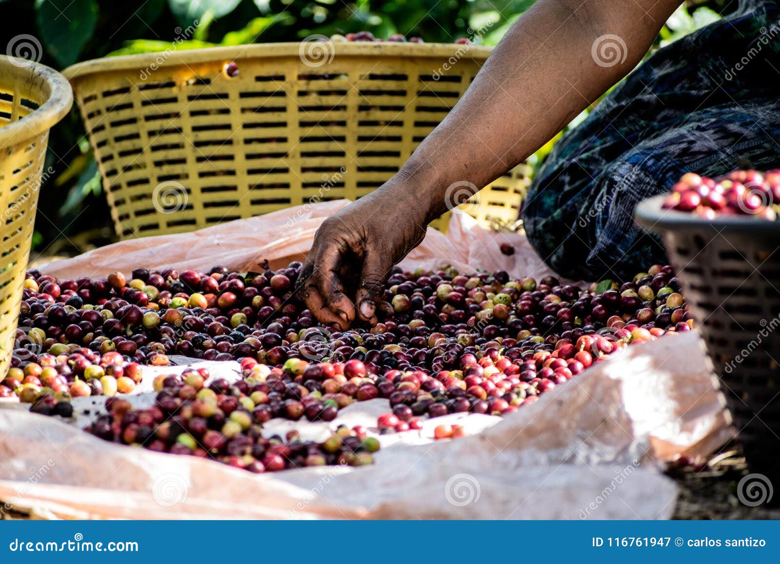 Coffee Classification Stock Photos - Free & Royalty-Free Stock Photos ...