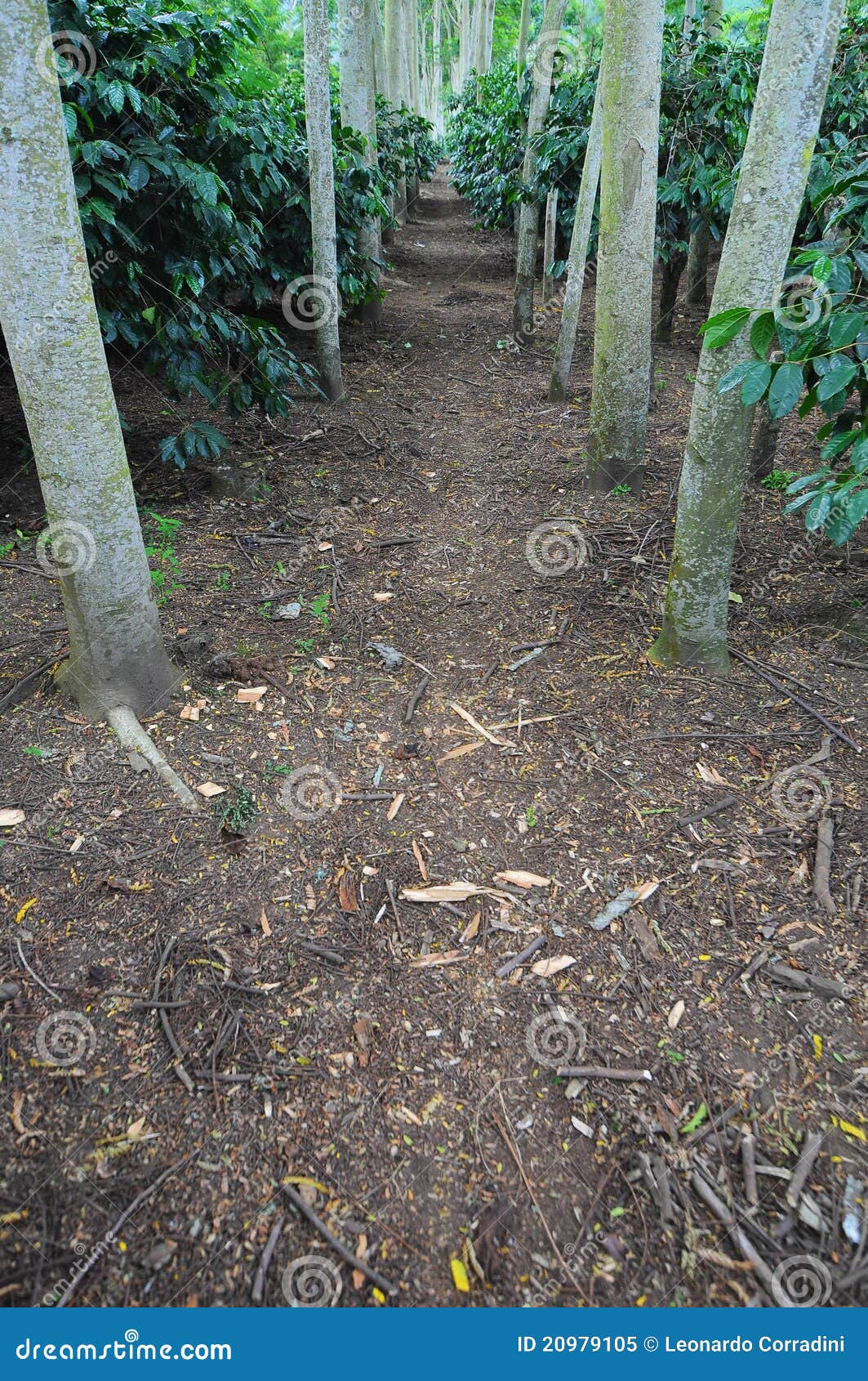 Coffee corridor stock image. Image of nature, agriculture - 20979105