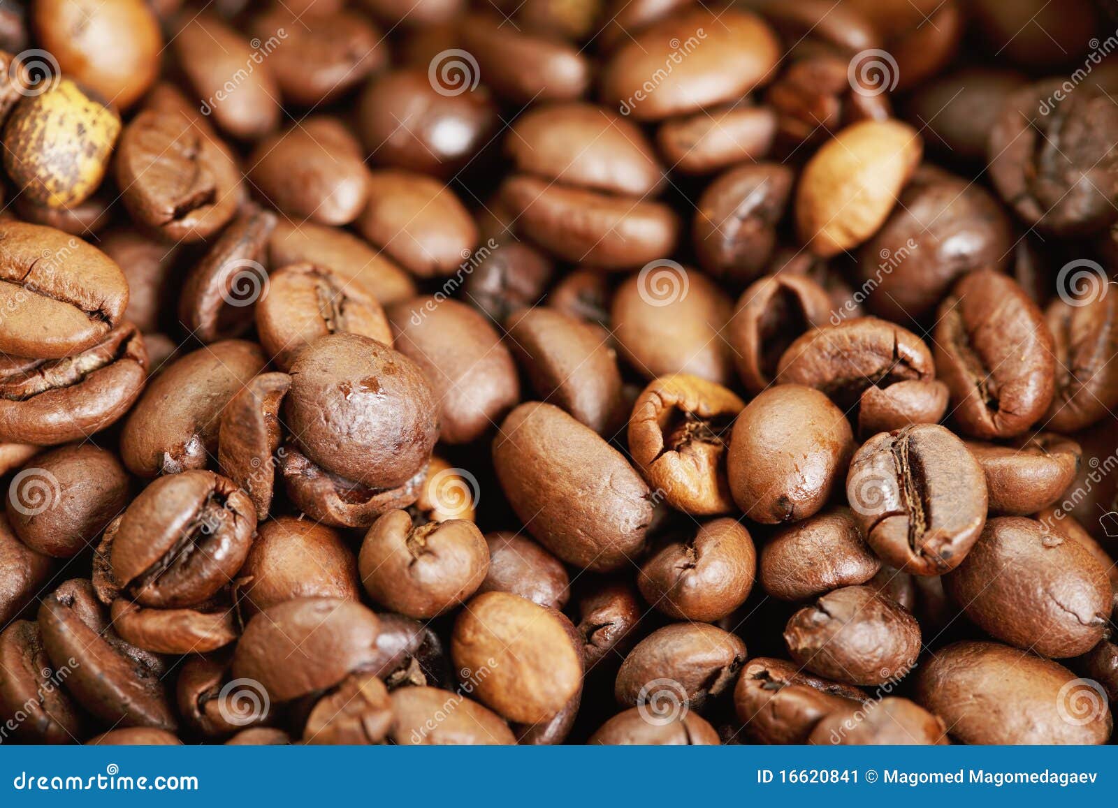 Coffee crop stock image. Image of horizontal, coffee - 16620841