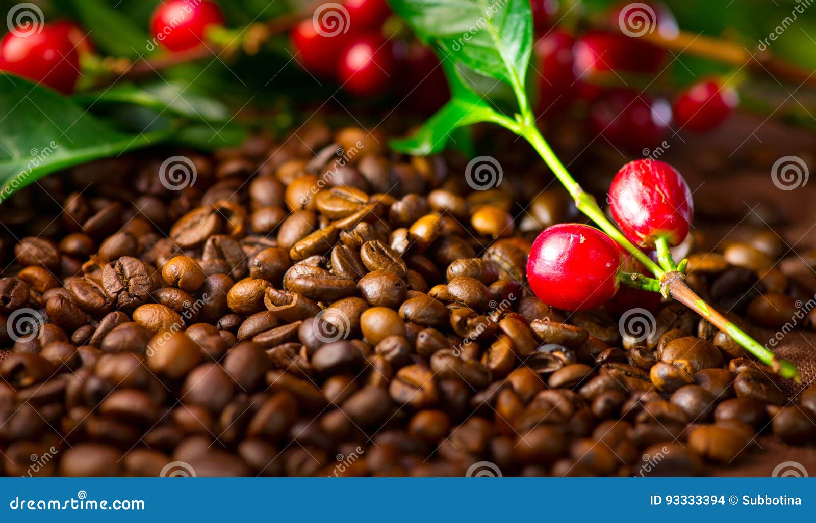 Coffee. Cup of Coffee with the Ripe Coffee Berries Stock Photo - Image ...