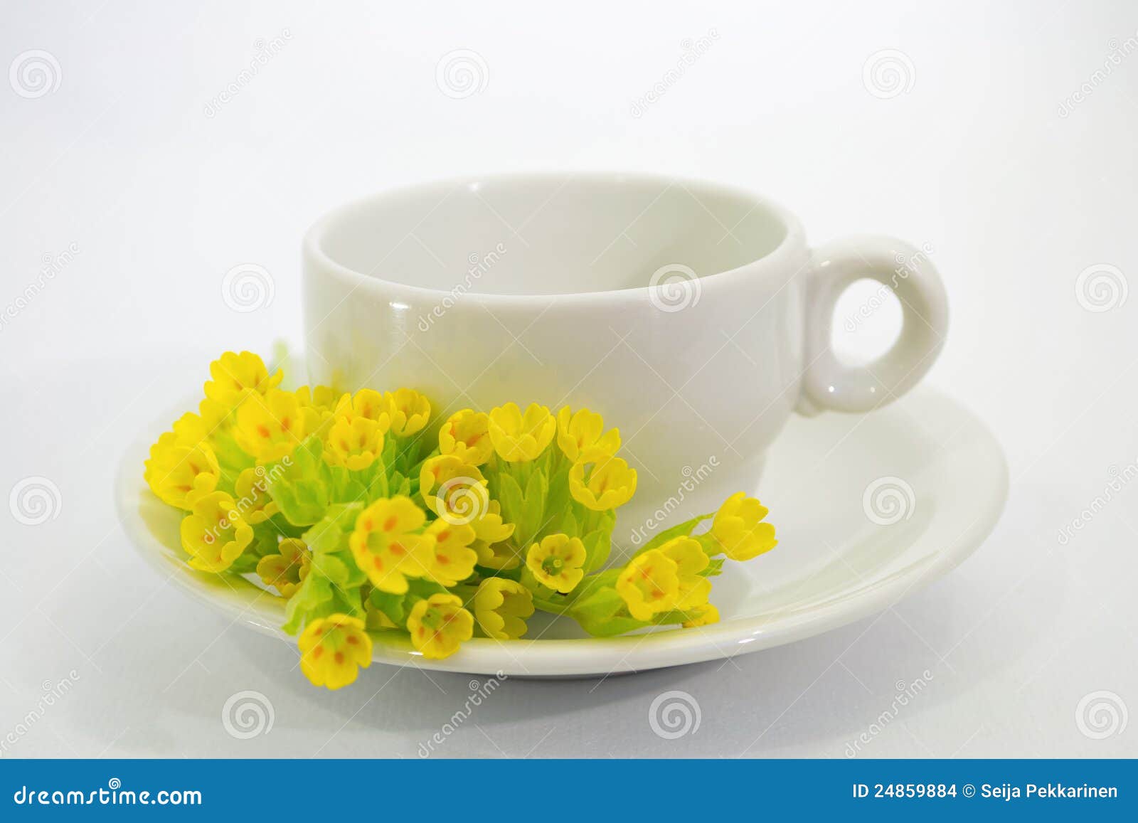 Coffee Cup with Primula Veris Flower Stock Photo - Image of natural ...