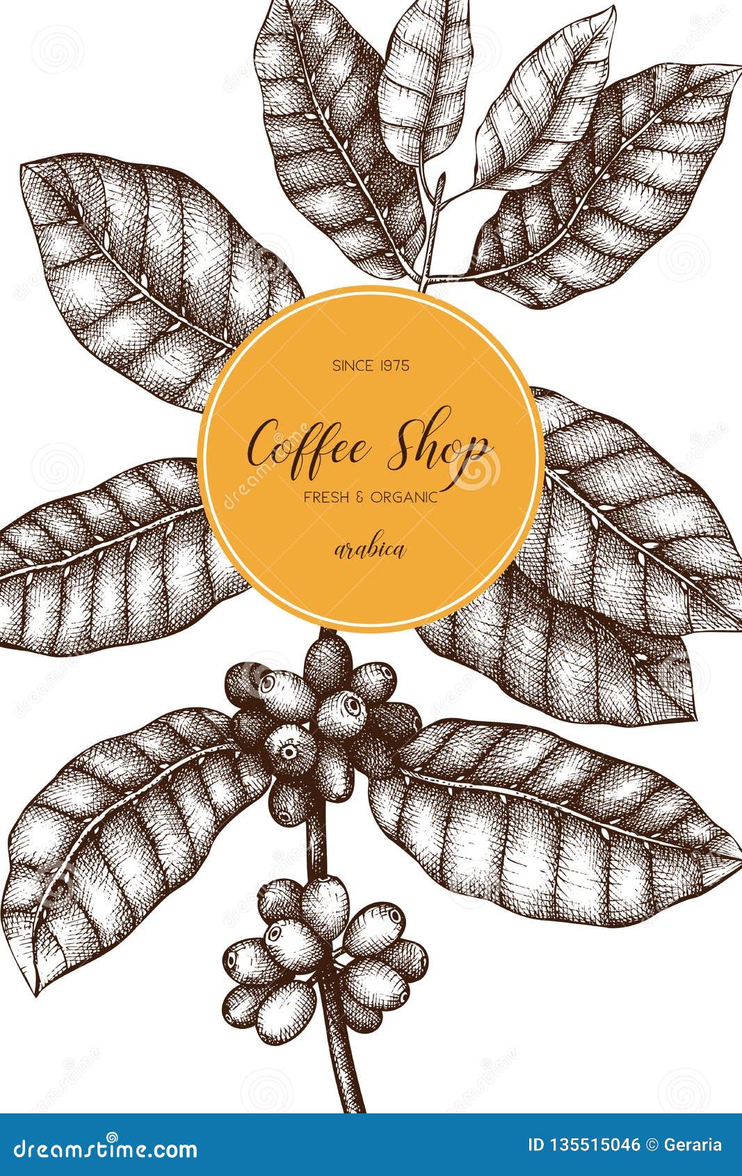 Botanical Illustration Of Arabica With Fruits. Vector Hand Drawn Coffee ...