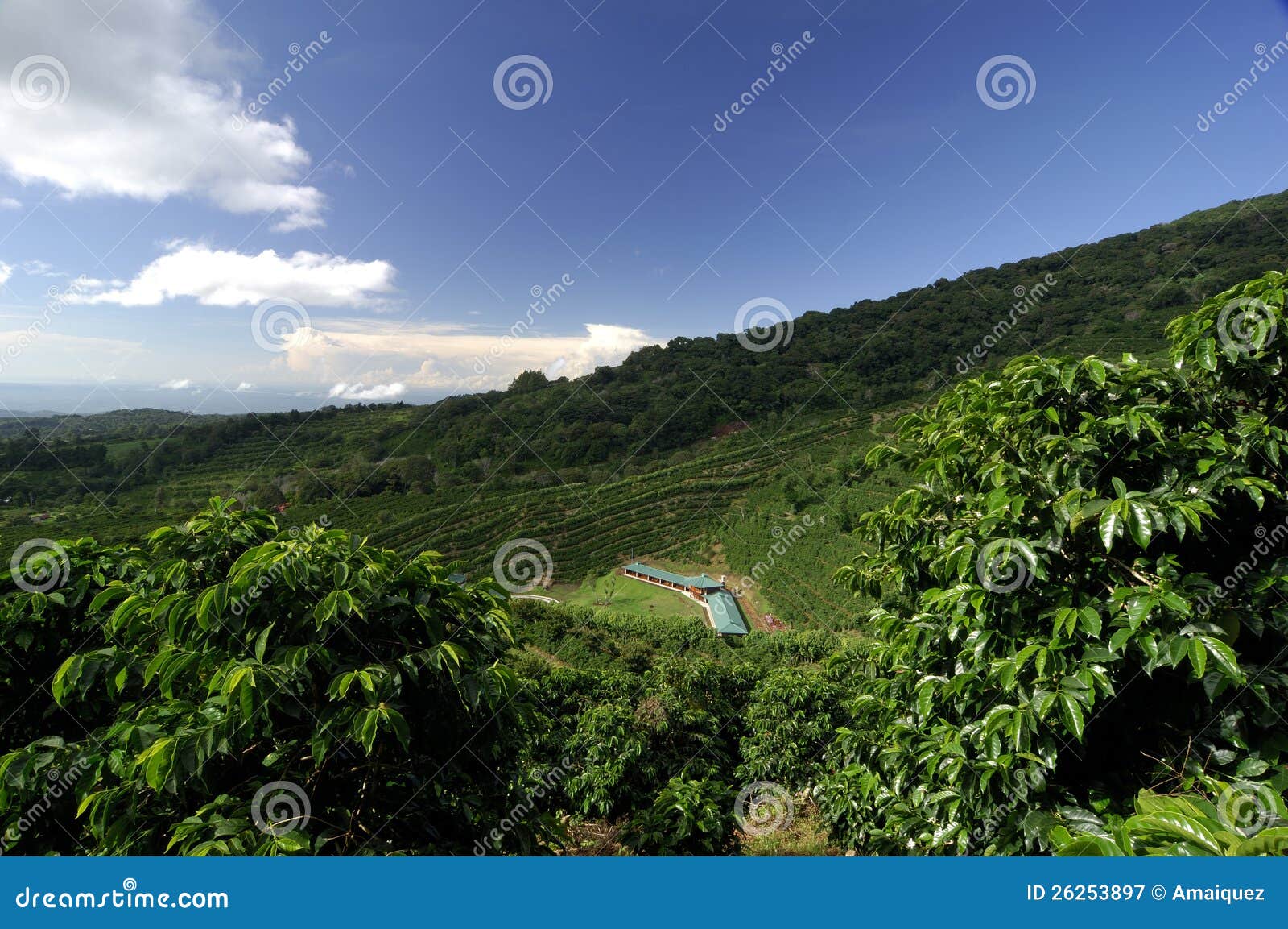 Coffee farm stock image. Image of plant, tranquil, farm - 26253897