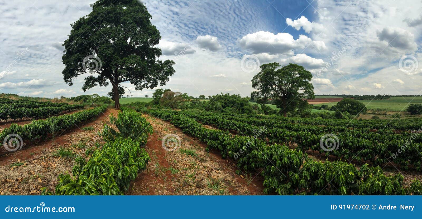 Coffee Farm Field Landscape Stock Photo - Image of view, nature: 91974702