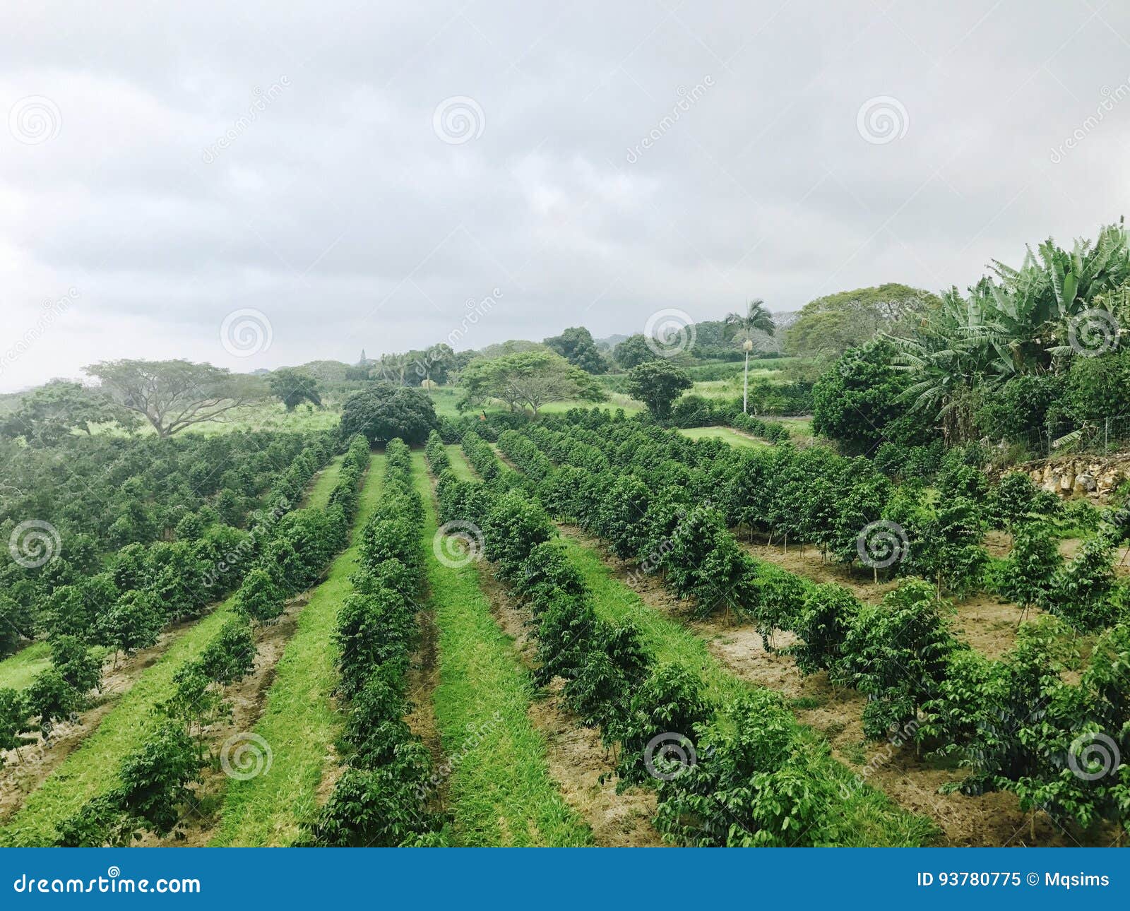 Coffee farm stock image. Image of fields, farm, hawaii - 93780775
