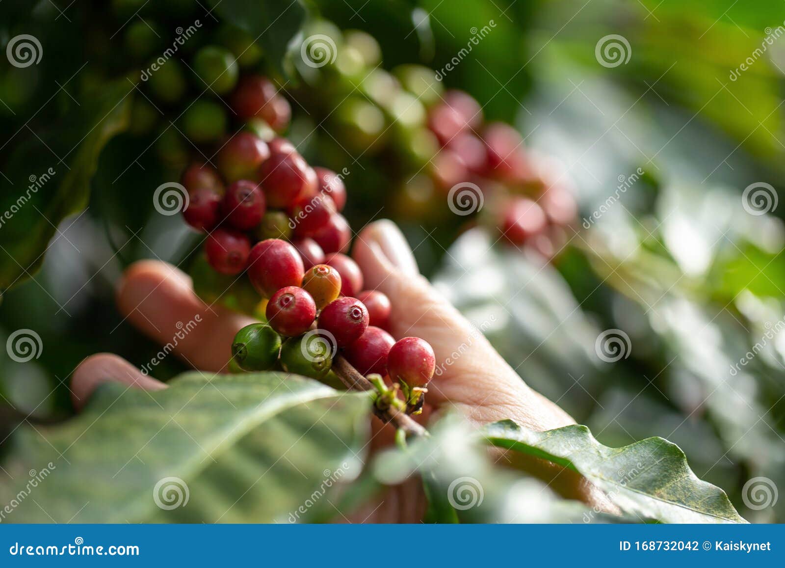 Coffee Farmer Picking Ripe Cherry Beans for Harvesting Stock Photo ...