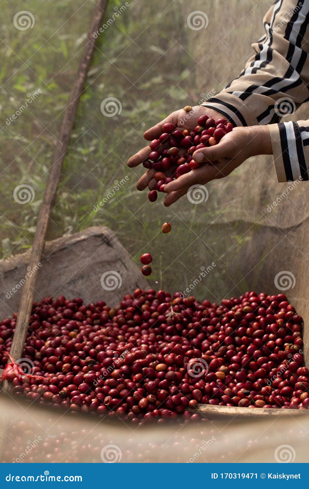 Coffee Farmer Picking Ripe Robusta Coffee Berries for Harvesting Stock ...
