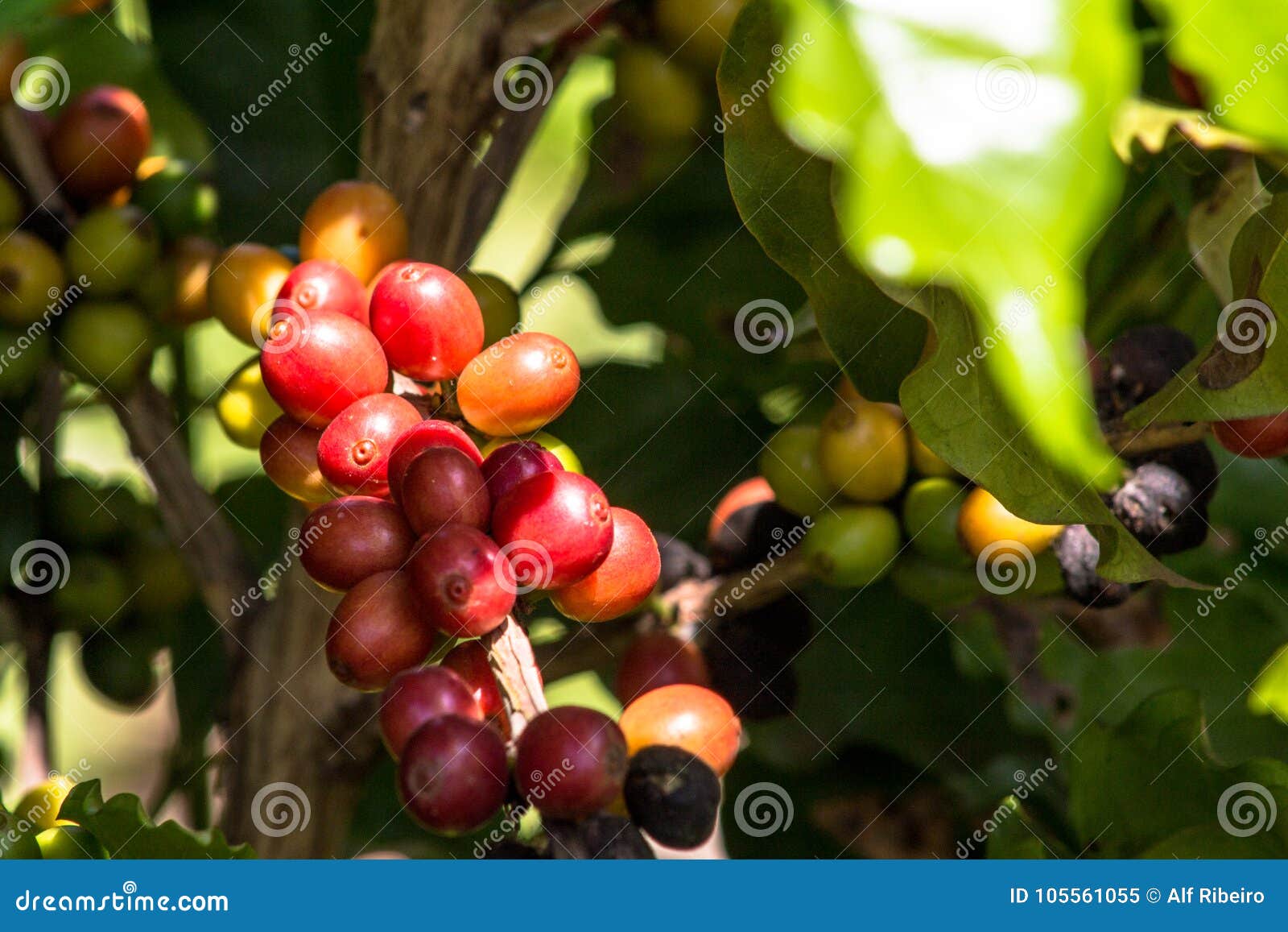 Coffee field stock image. Image of agriculture, grow - 105561055