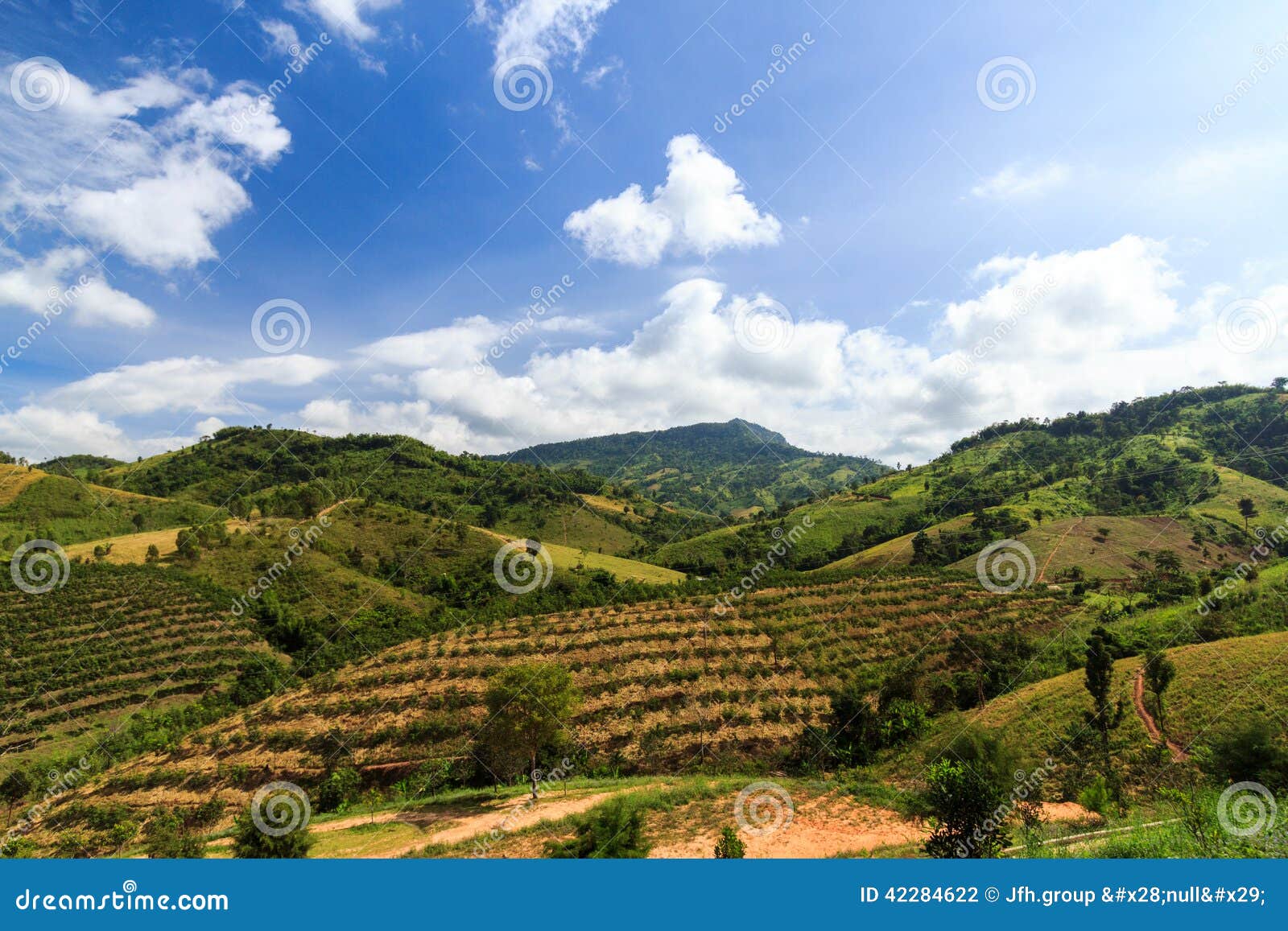 Coffee field stock photo. Image of coffee, forest, dawn - 42284622