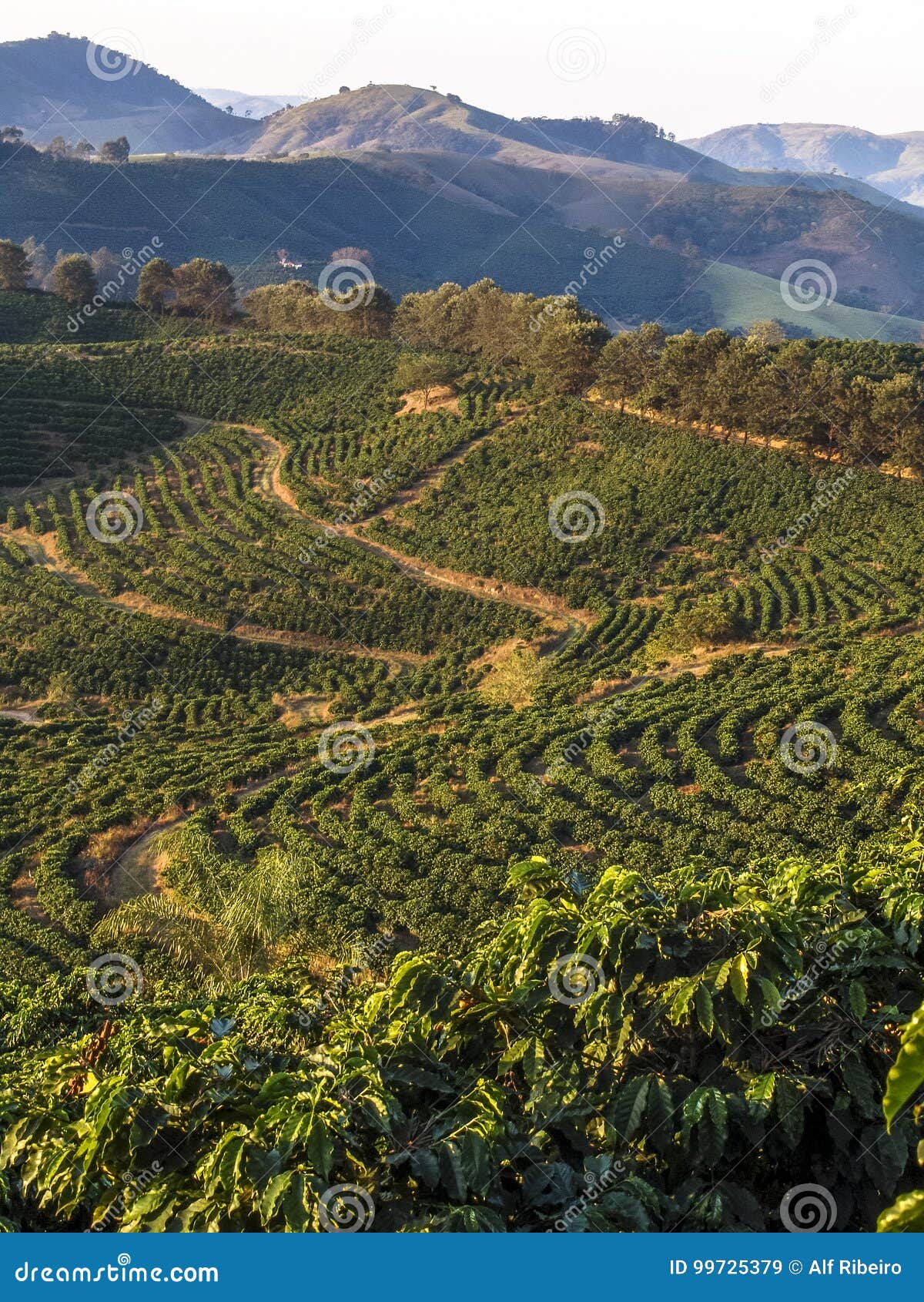 Coffee field stock image. Image of bean, agriculture - 99725379