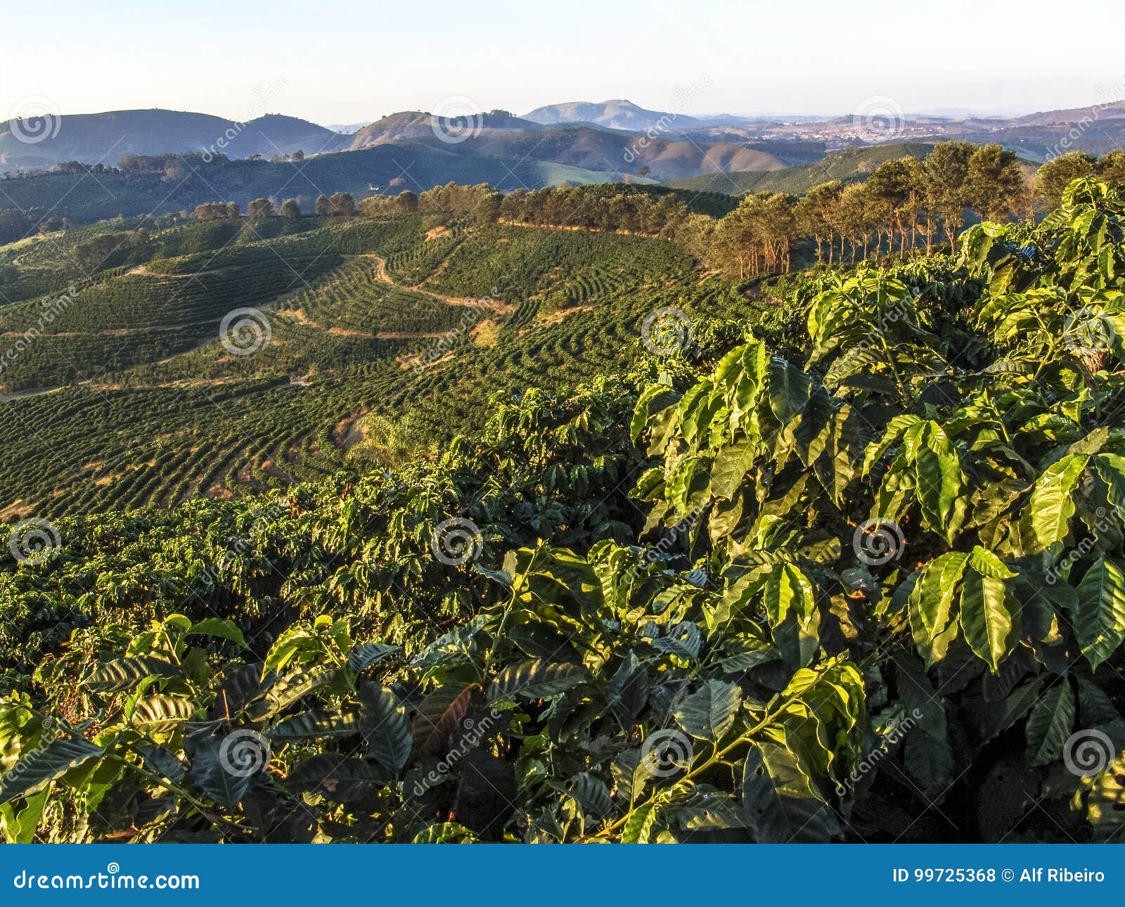 Coffee field stock photo. Image of floral, gerais, agricultural - 99725368