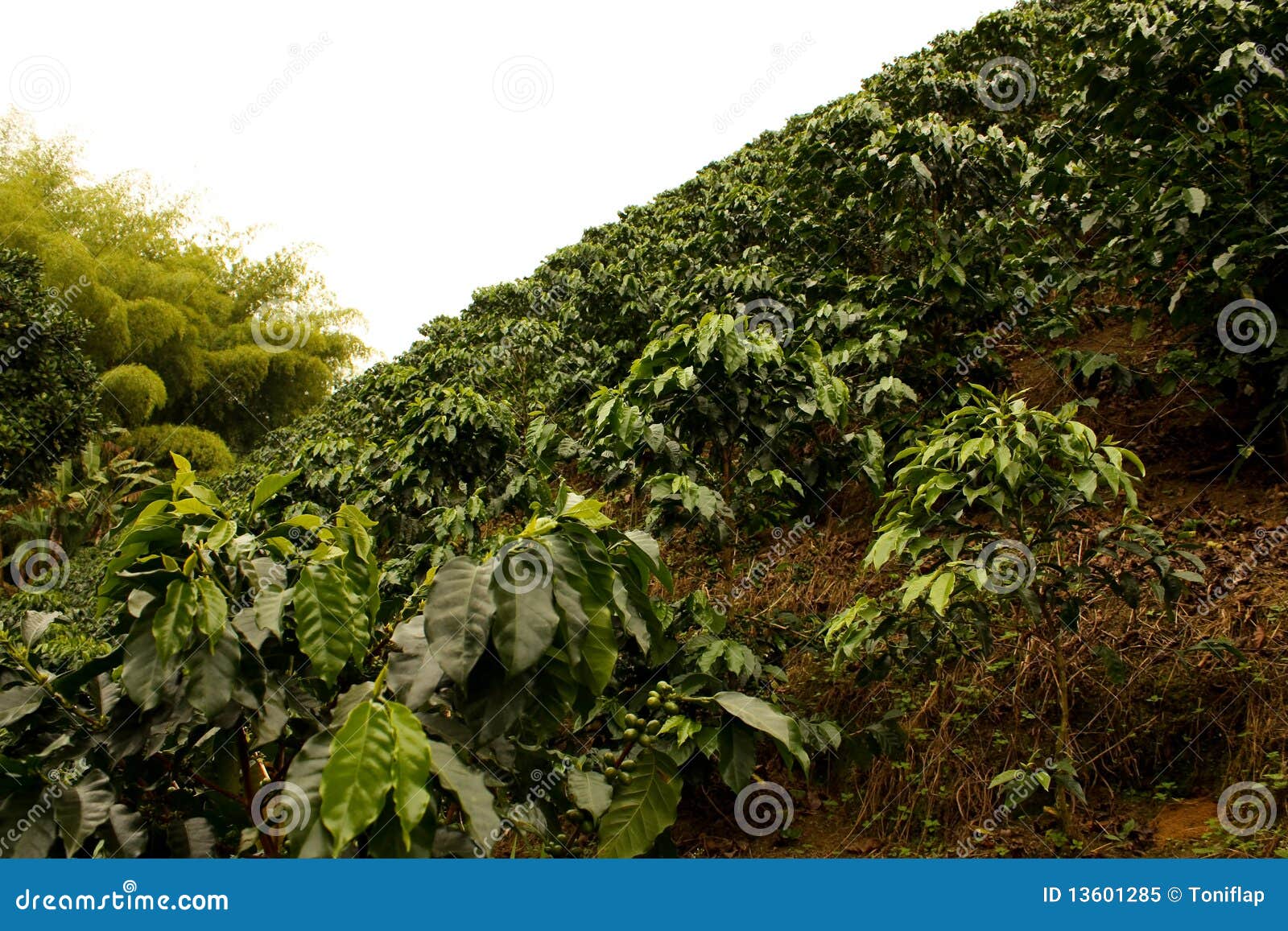Coffee fields. Colombia stock image. Image of enjoyment - 13601285