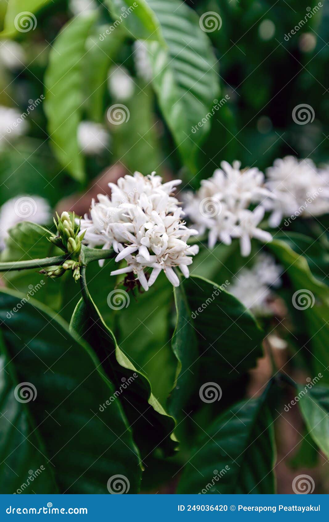 Coffee Flower Blooming on Tree Stock Photo - Image of drink, coffee ...