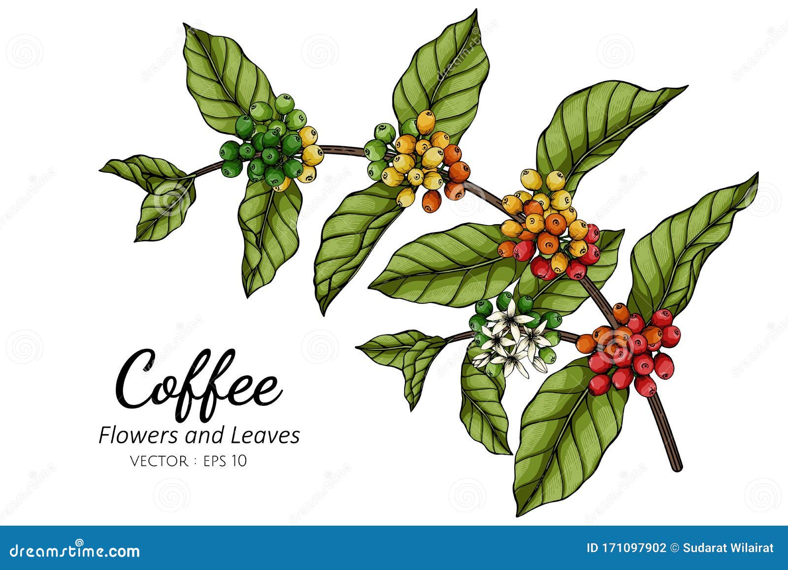 Coffee Flower And Leaf Drawing Illustration With Line Art On White ...