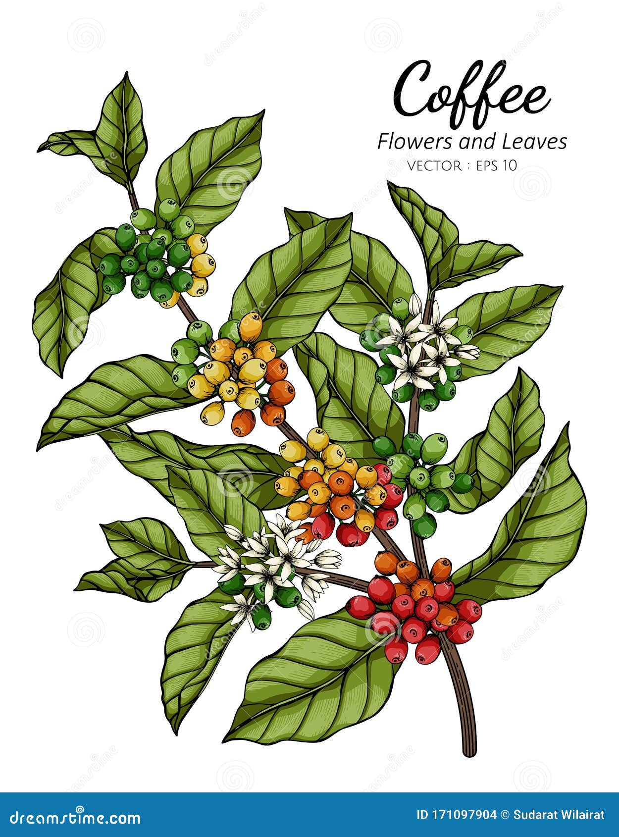 Coffee Flower And Leaf Drawing Illustration With Line Art On White ...