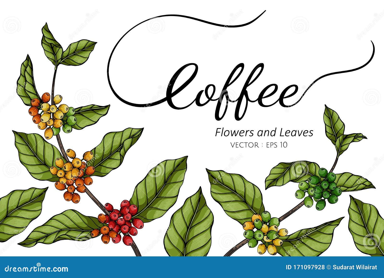 Coffee Flower and Leaf Drawing Illustration with Line Art on White ...