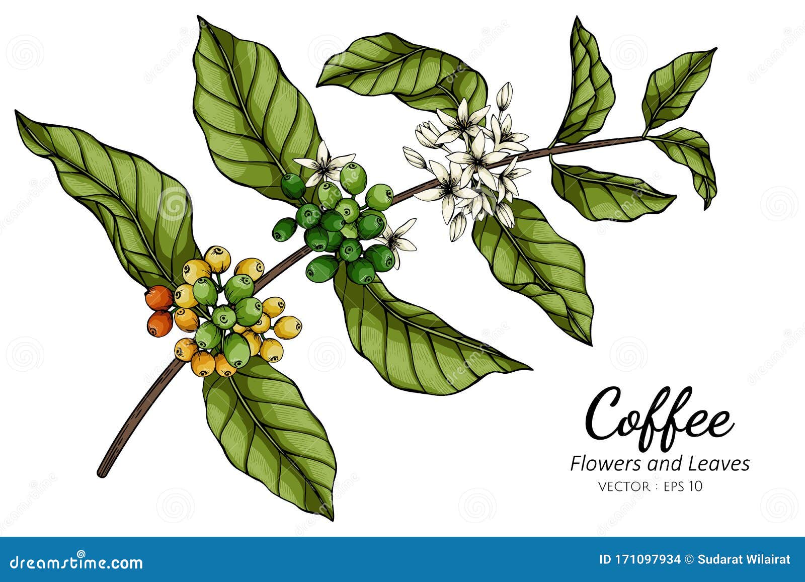 Coffee Flower and Leaf Drawing Illustration with Line Art on White ...