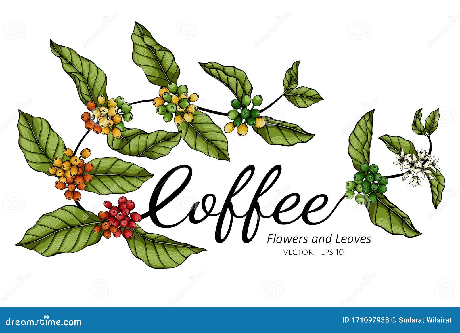 Coffee Flower and Leaf Drawing Illustration with Line Art on White ...