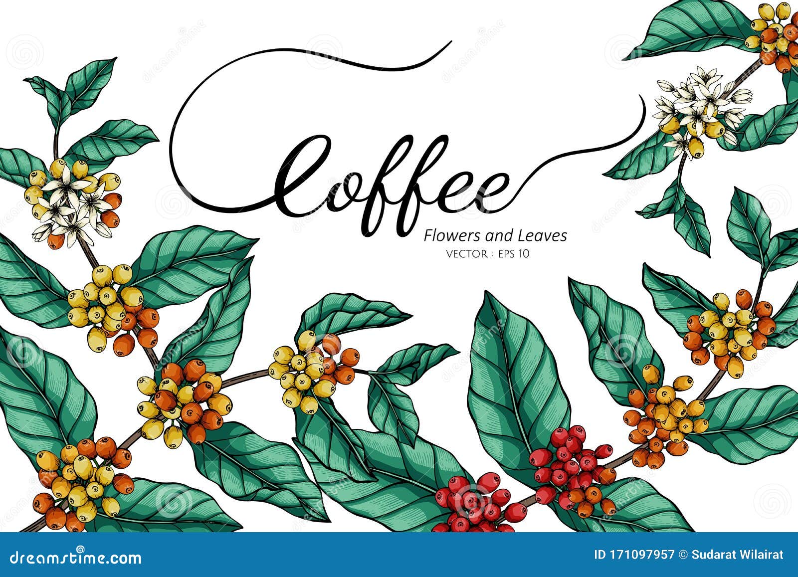 Coffee Flower And Leaf Drawing Illustration With Line Art On White ...