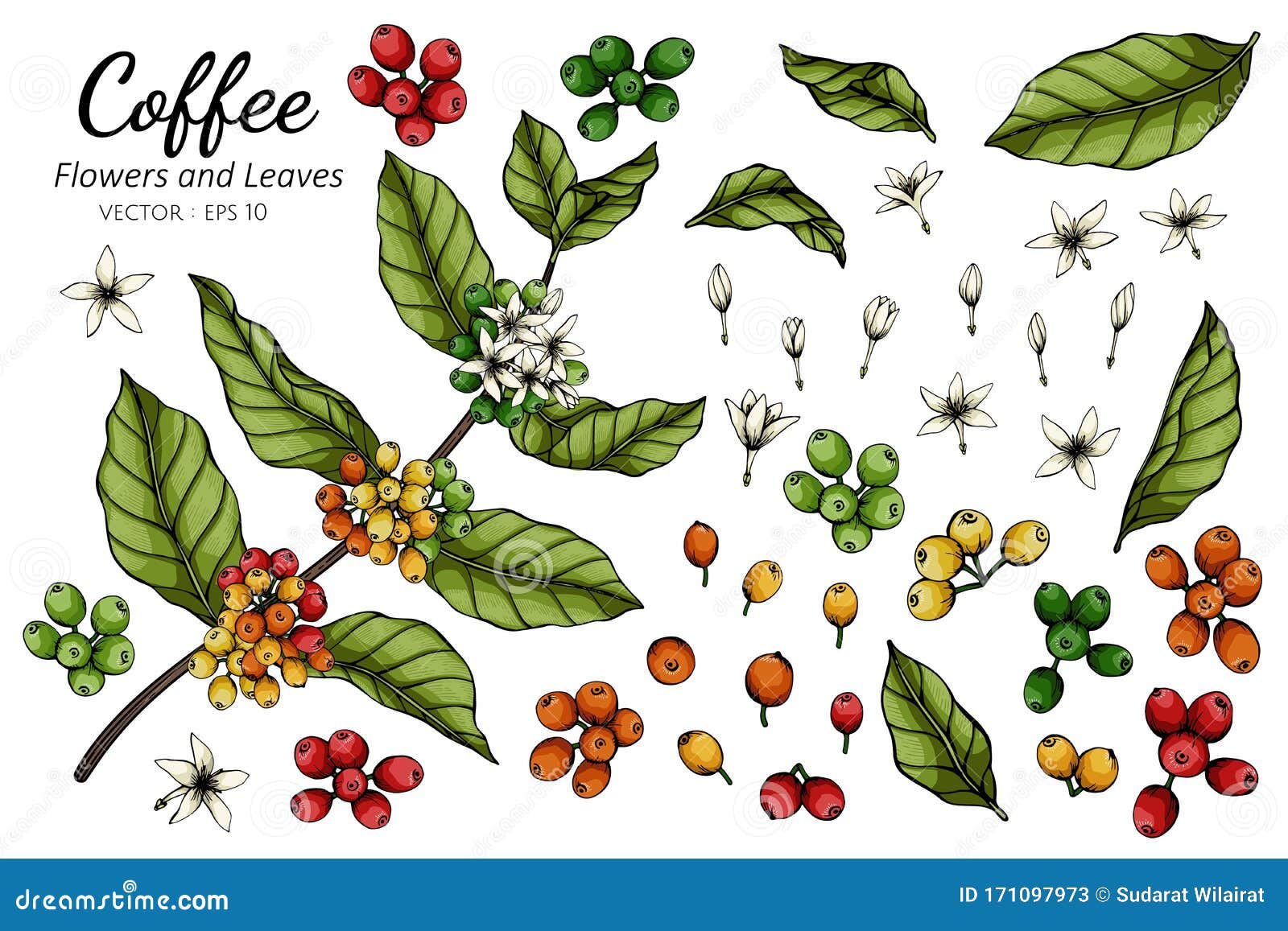 Coffee Flower and Leaf Drawing Illustration with Line Art on White ...