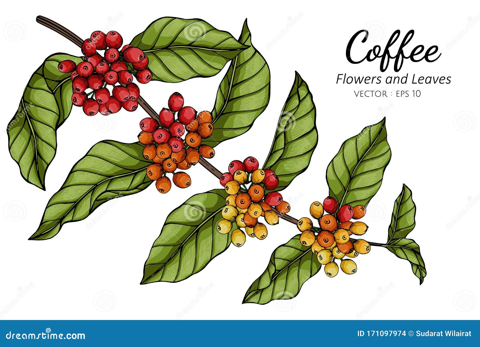 Coffee Flower and Leaf Drawing Illustration with Line Art on White ...