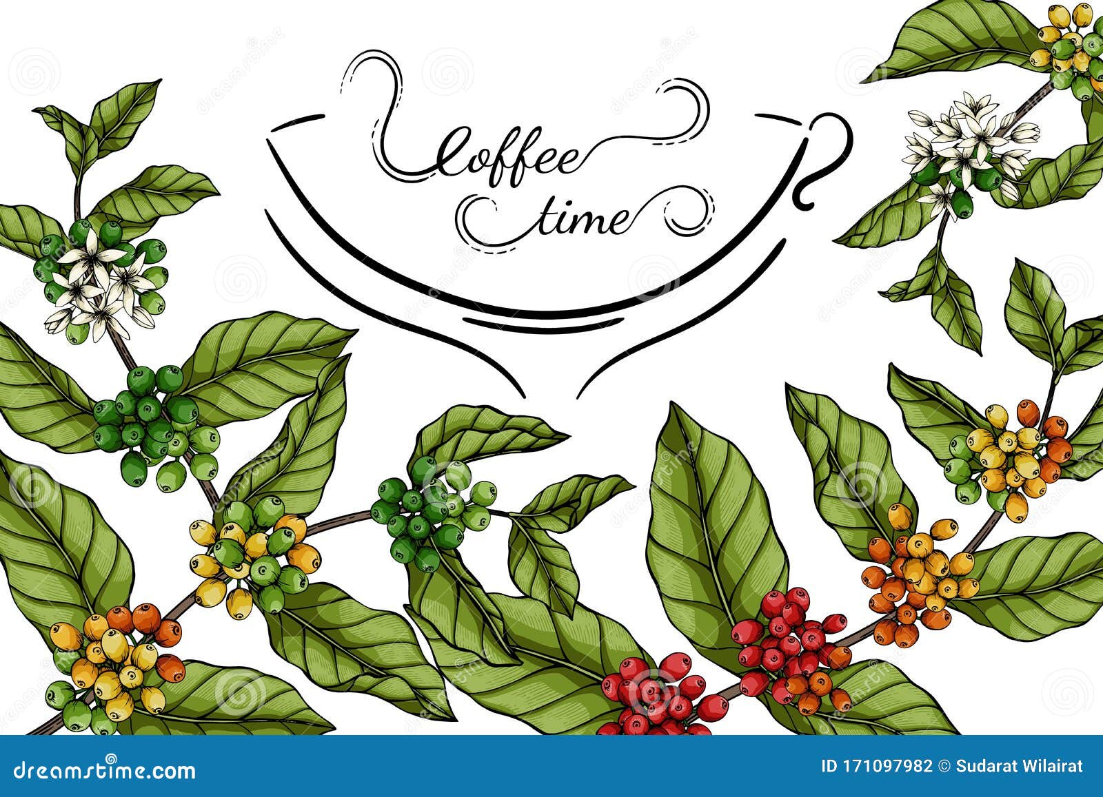 Coffee Flower and Leaf Drawing Illustration with Line Art on White ...