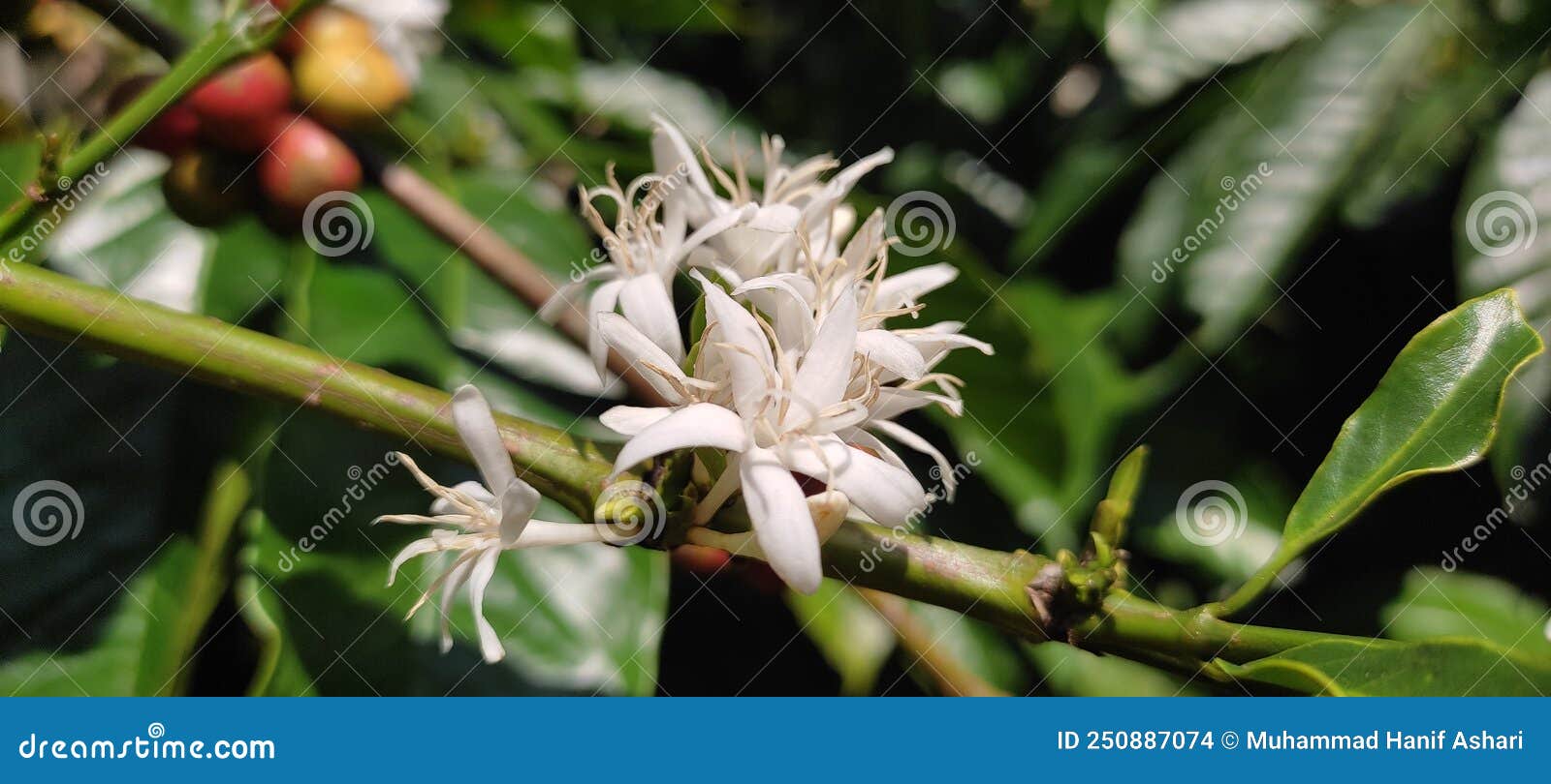 Coffee Flower, Pure White Color, Fragrant and Charming Stock Photo ...